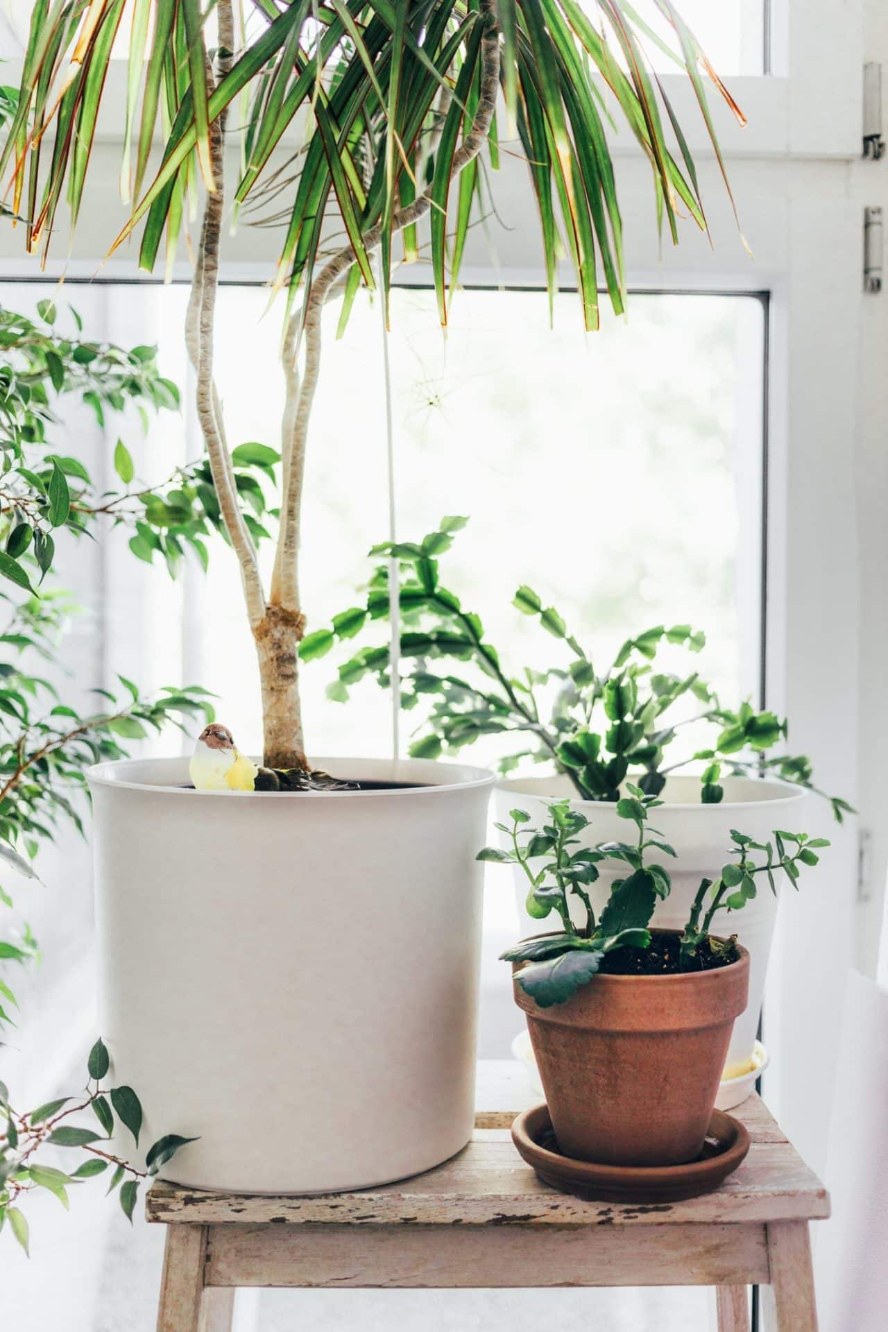 Comment planter un arbuste en pot