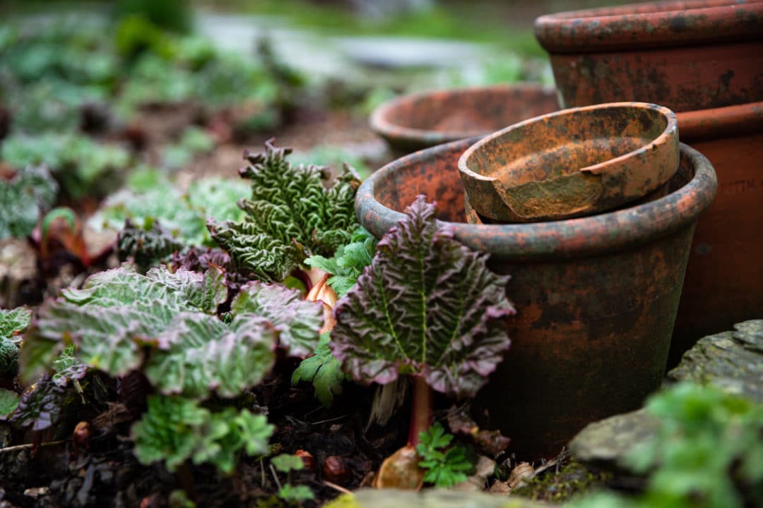Comment nettoyer des pots en terre cuite ? Nos 3 solutions ! - Wepot ...