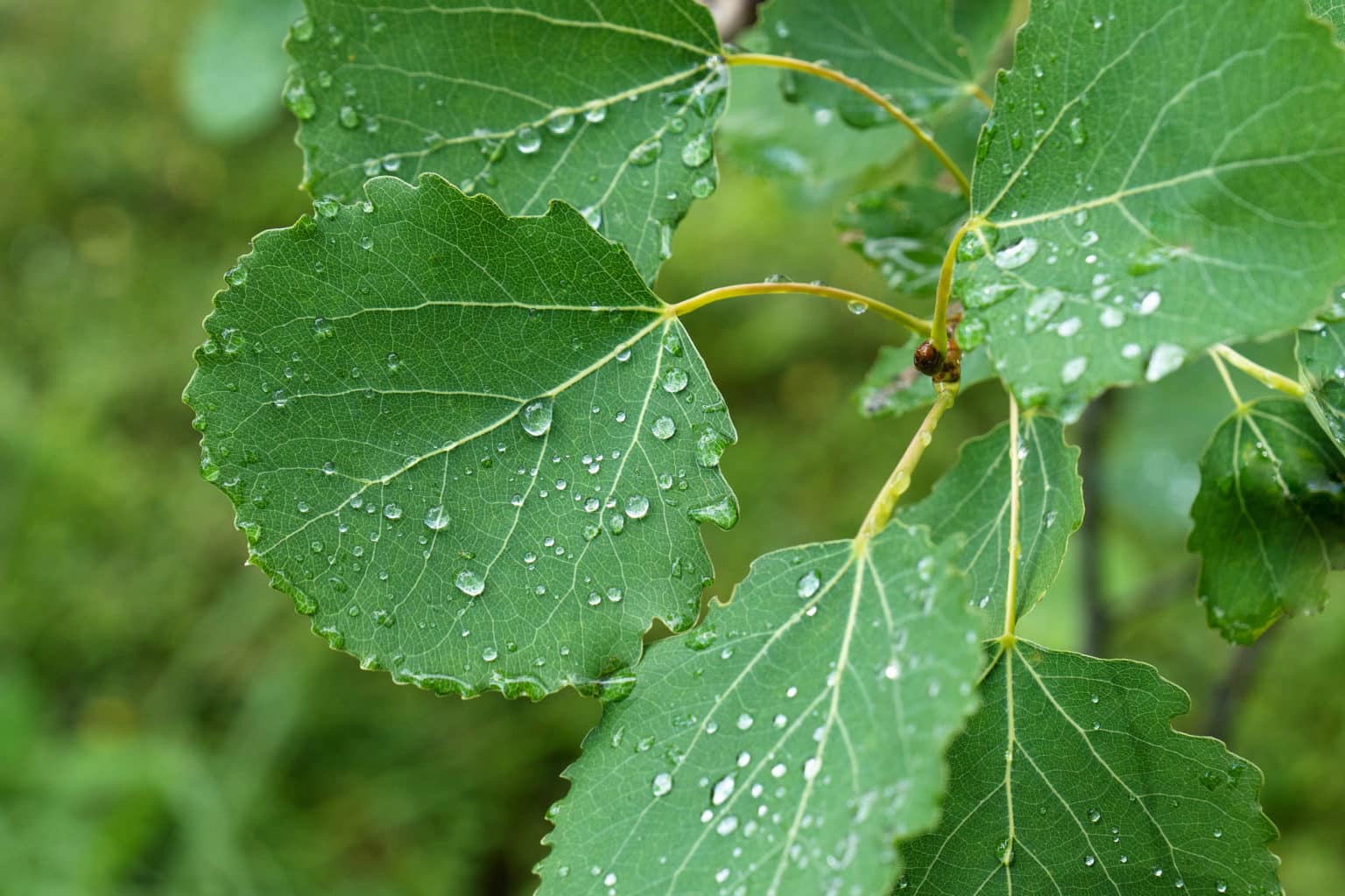 Ma plante transpire : c'est grave ? - Wepot | L'art d'irriguer vos plantes